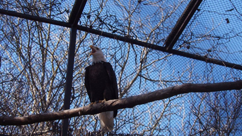 Gradina Zoologica Bucuresti SeeBucharest.ro
