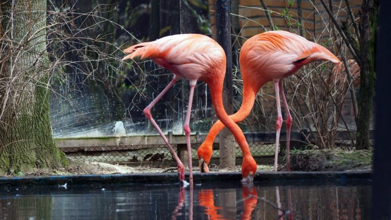 Gradina Zoologica Bucuresti SeeBucharest.ro