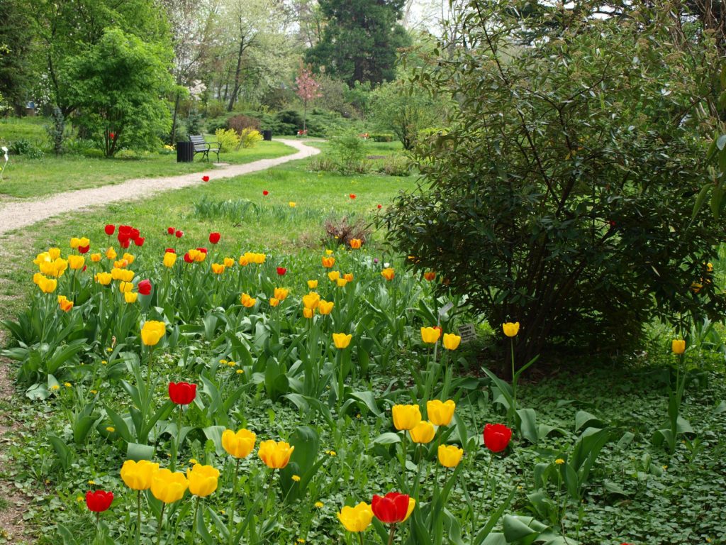 Gradina Botanica Dimitrie Brandza SeeBucharest.ro