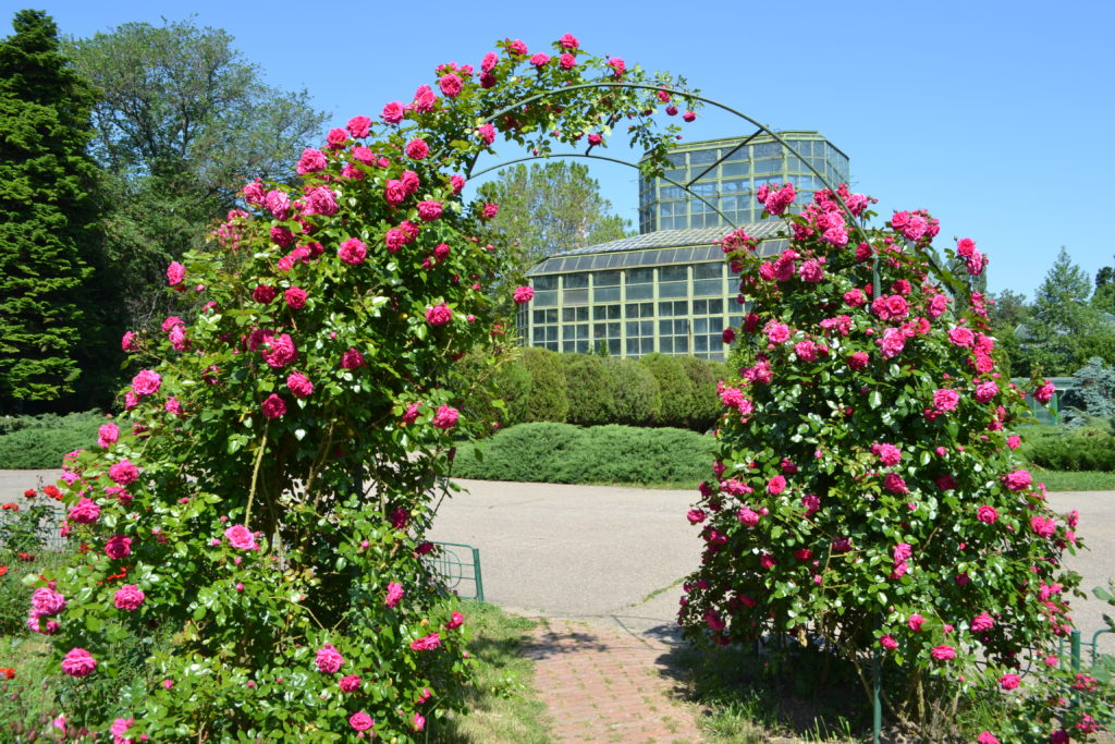 Gradina Botanica Dimitrie Brandza SeeBucharest.ro