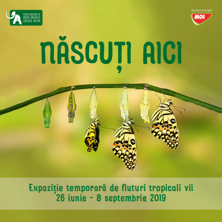 Nascuti aici. Expozitie de fluturi tropicali vii. in Bucuresti ...